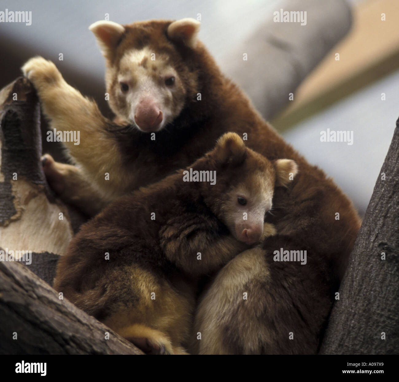 Baumkänguruh tree kangaroo Stock Photo - Alamy
