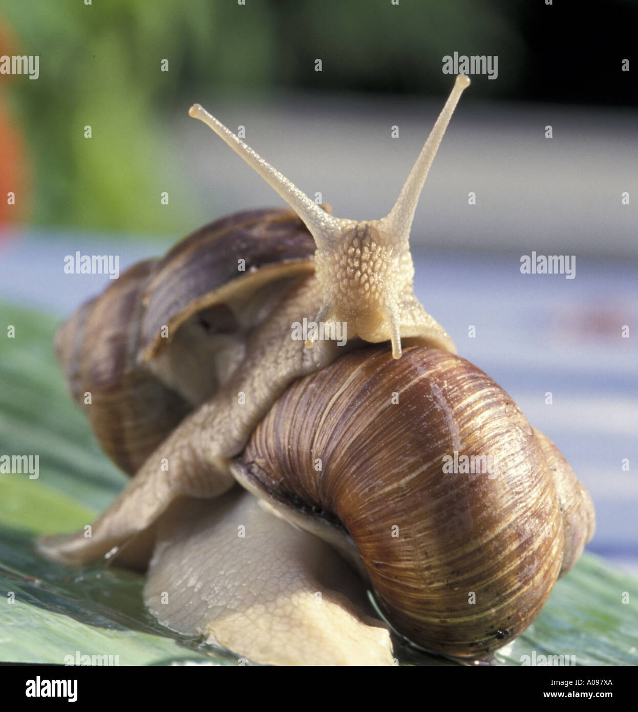 Gartenschnecken hi-res stock photography and images - Alamy