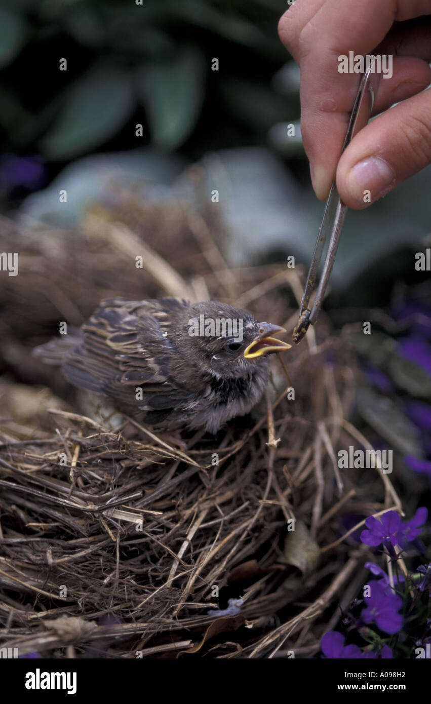Spatz nest hi-res stock photography and images - Alamy
