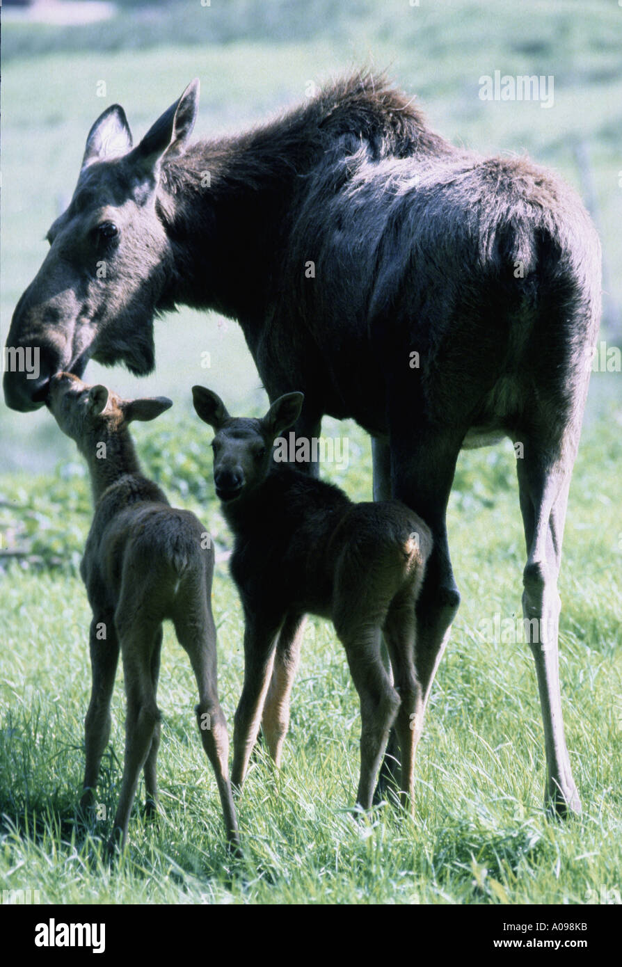 Elchkuh High Resolution Stock Photography and Images - Alamy