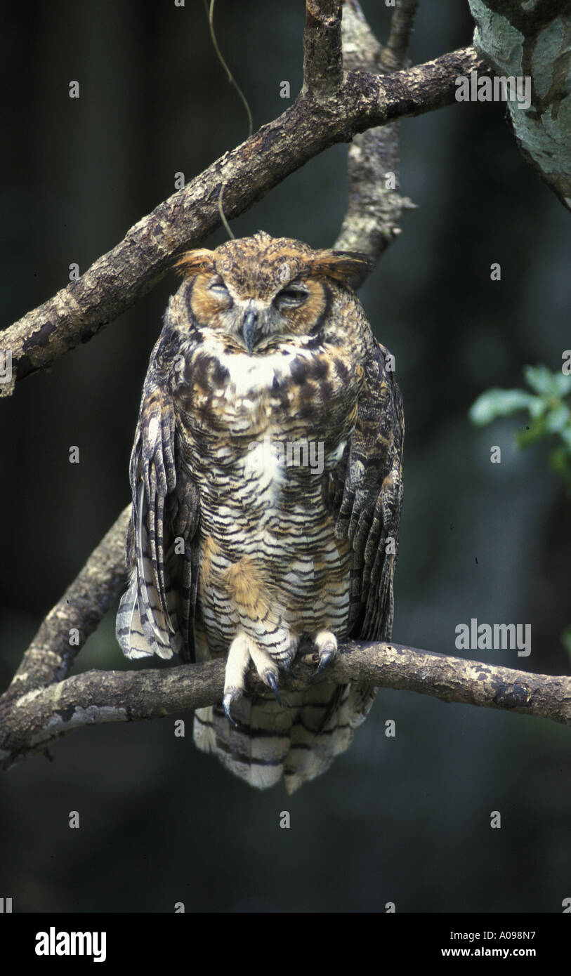 Eule in nature hi-res stock photography and images - Alamy