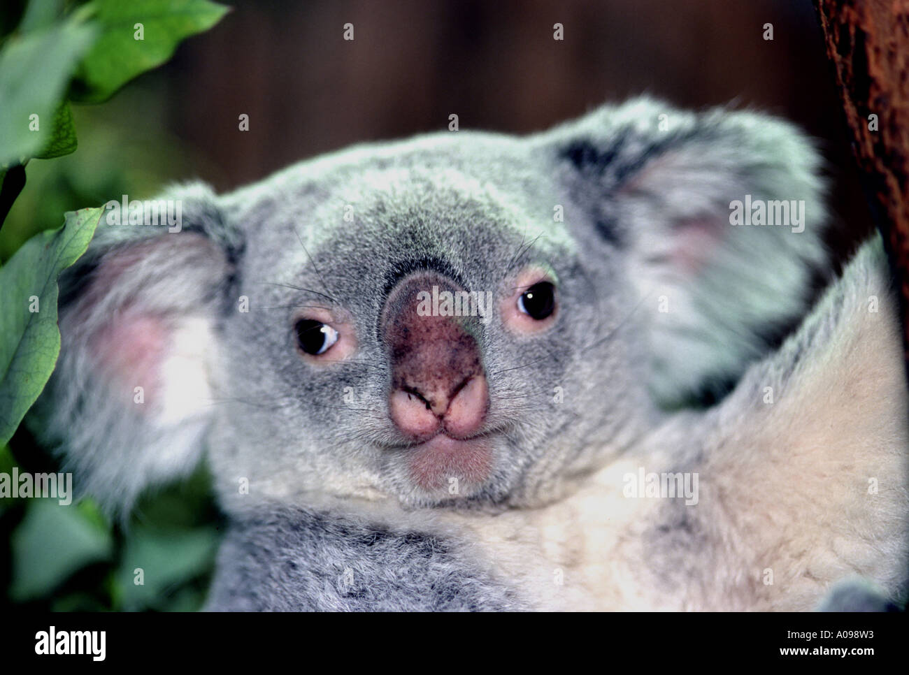 Koalabear hi-res stock photography and images - Alamy