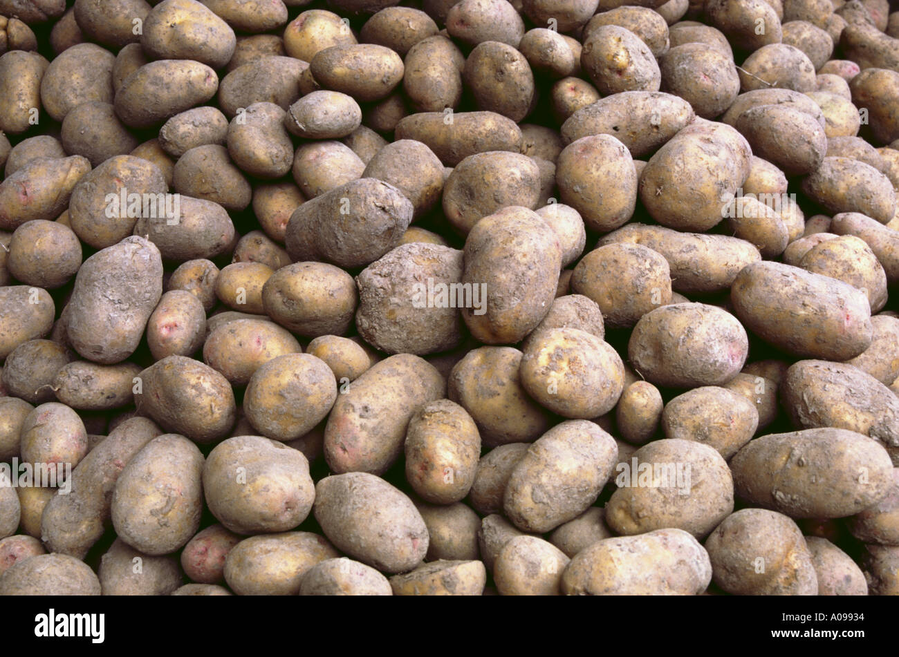 Potato Potatoes harvest Stock Photo - Alamy