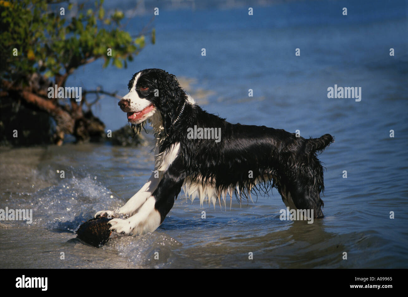 Happy wet Springer Spaniel dog retrieving coconut from water on beach ...