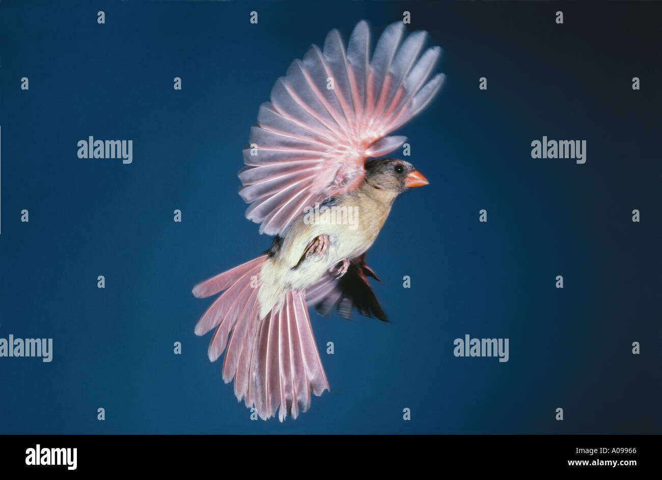 Female Northern Cardinal wings outstretched flying in midair with blu ...