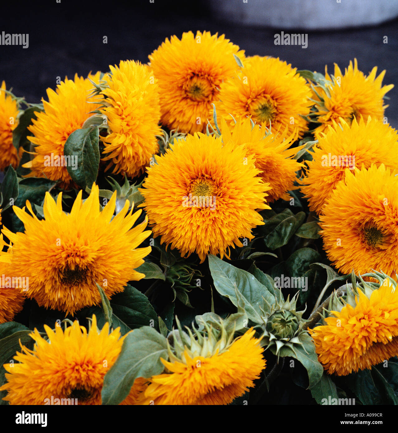 Dutch netherlands sunflowers hi-res stock photography and images - Alamy