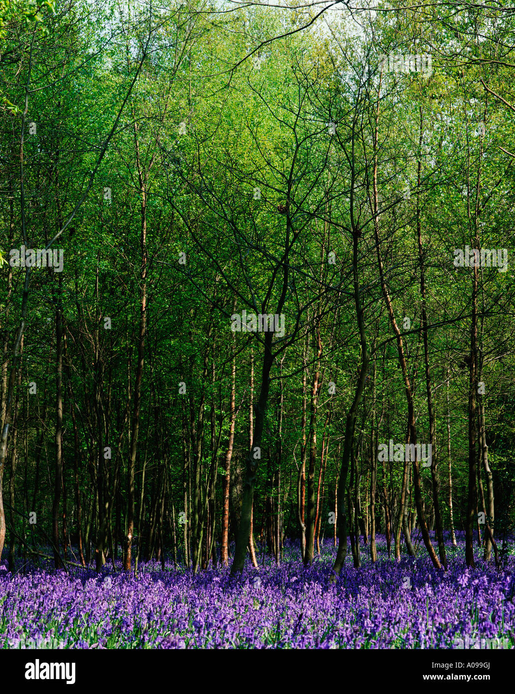 Bluebells in Arlington bluebell wood, springtime Sussex, England, UK ...