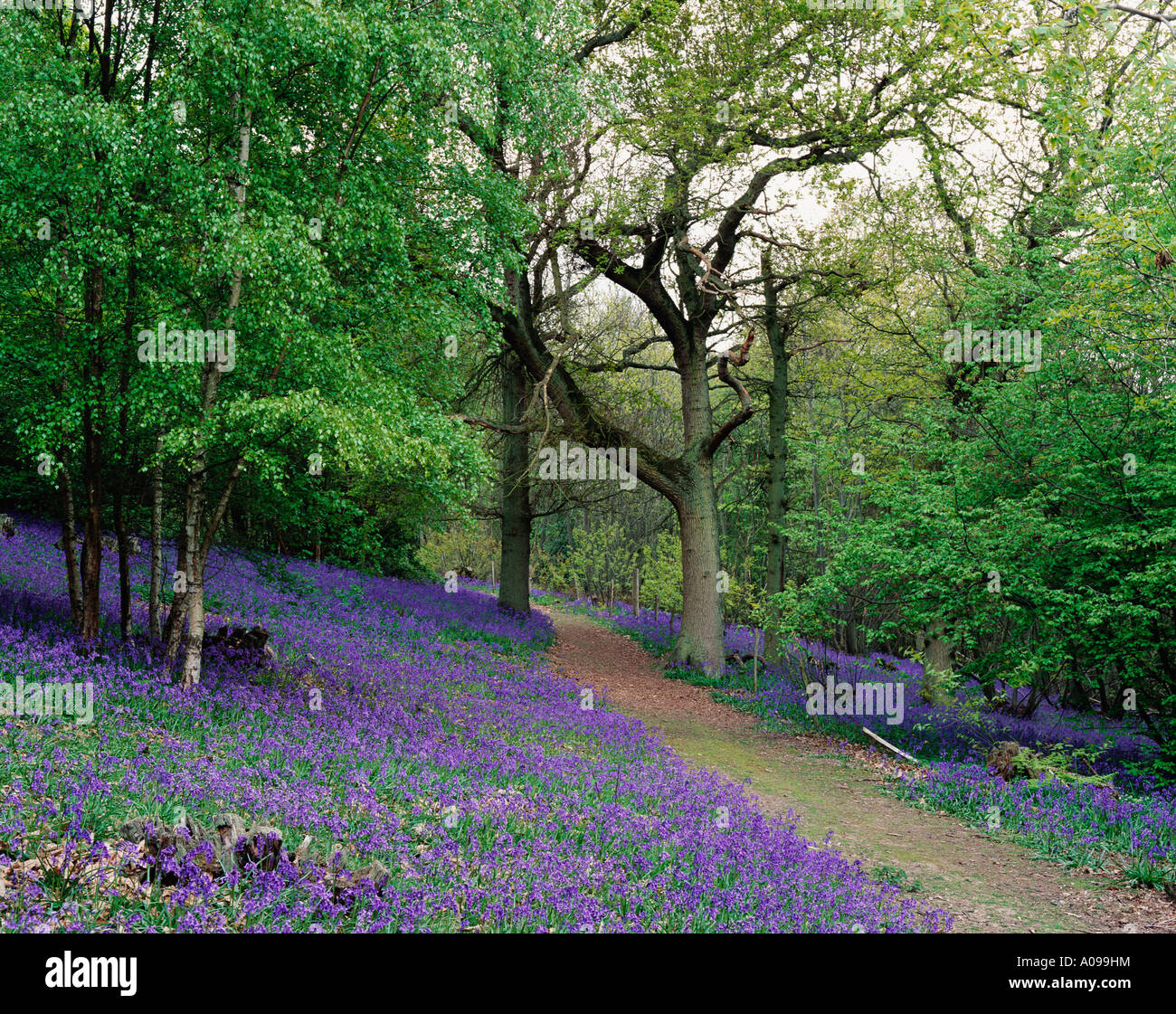Carolyn woods hi-res stock photography and images - Alamy