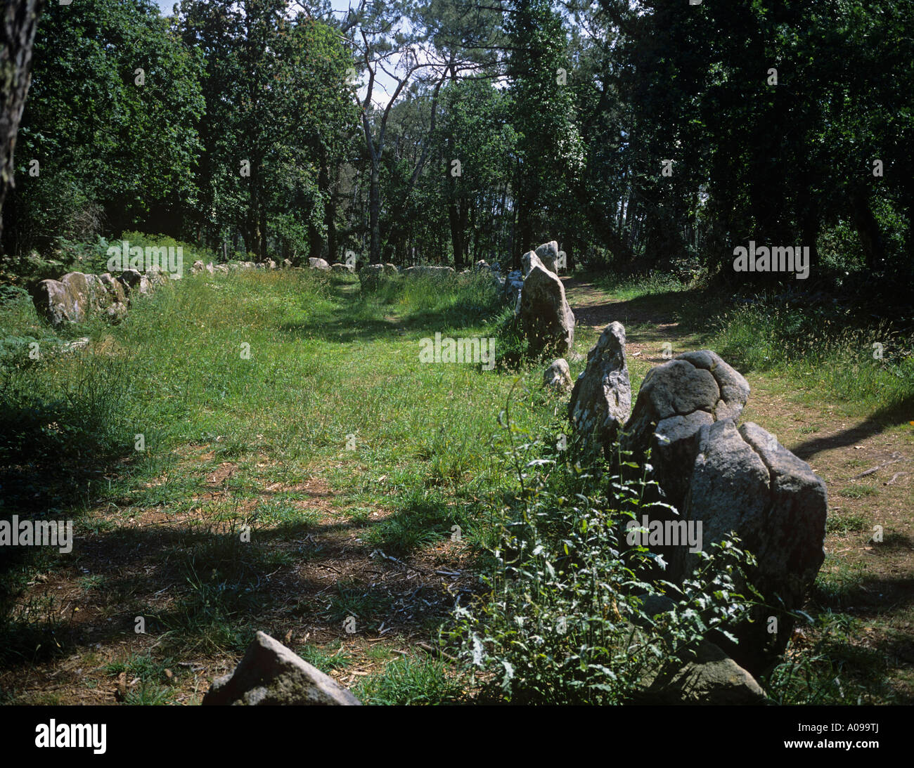 Quadrilateral In Nature