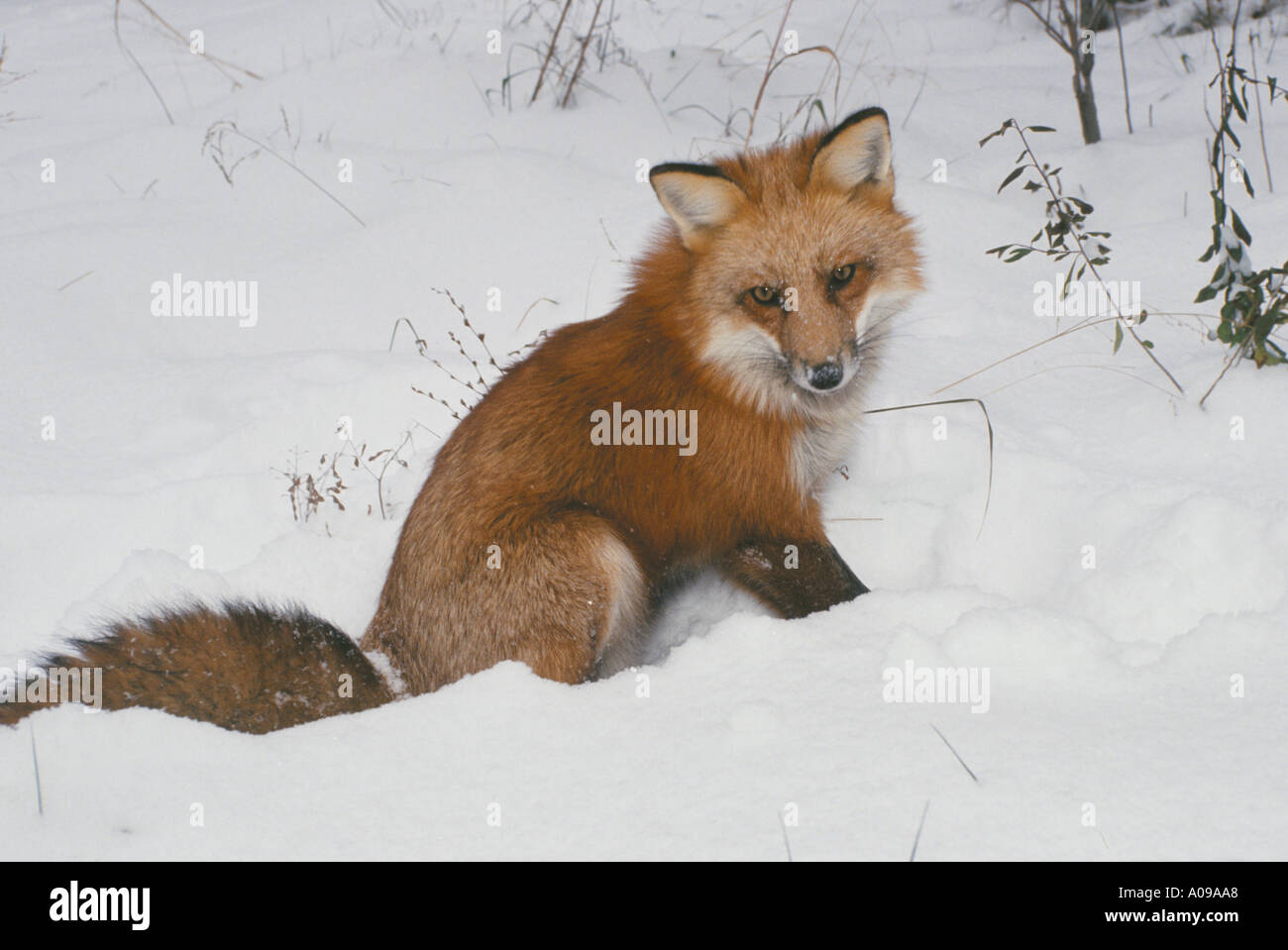 Gorgeous: Red fox (vulpes fulva) in deep woodland snow Midwest USA ...