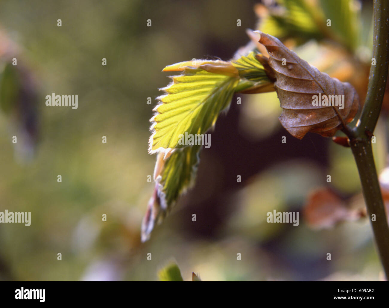 The leaves of a European Beech tree (Fagus sylvatica) opening in spring ...