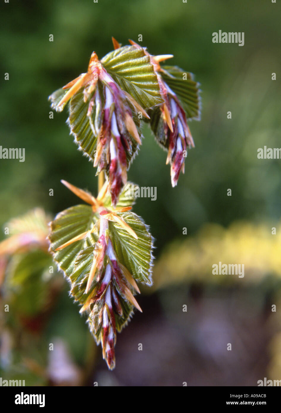 Tree leaves bursting hi-res stock photography and images - Alamy