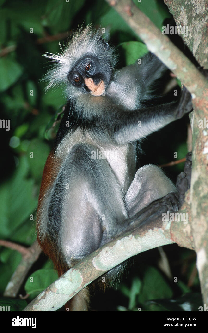 red colobus, western red colobus (Colobus badius, Piliocolobus badius ...