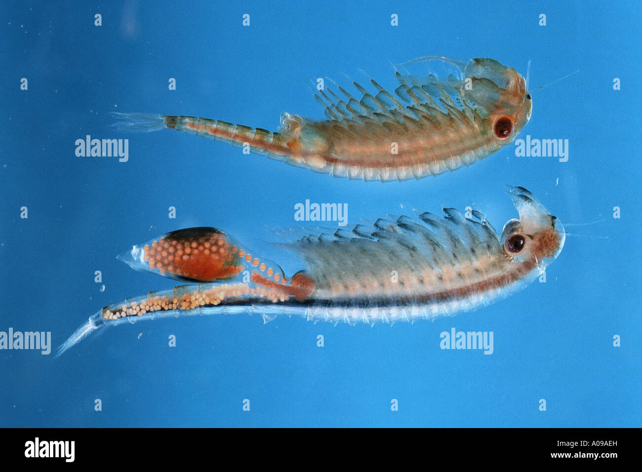 tadpole shrimp, freshwater tadpole shrimp, rice apus (Triops ...