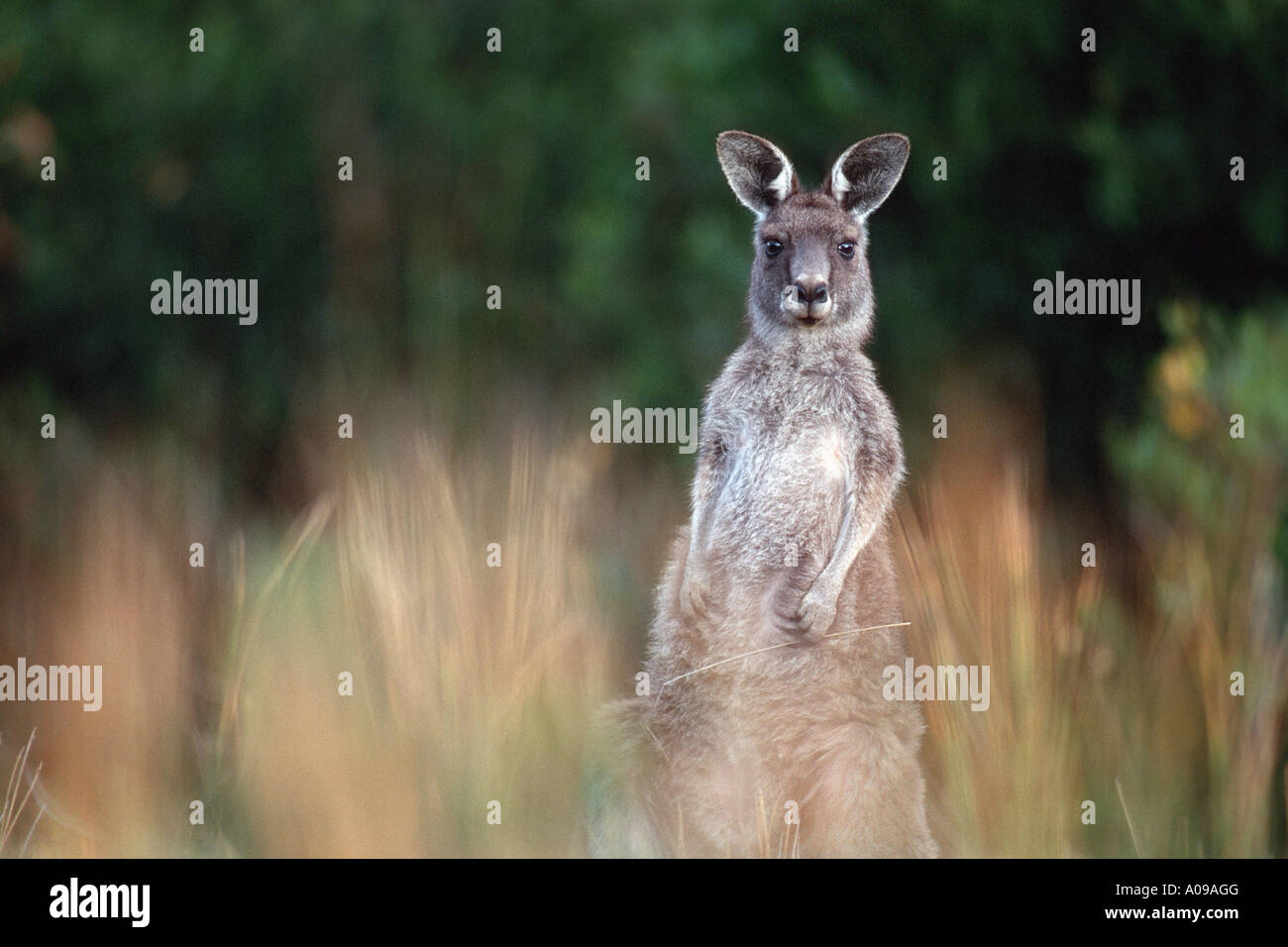 eastern gray kangaroo (Macropus giganteus), Australia, Murramarang NP Stock Photo - Alamy