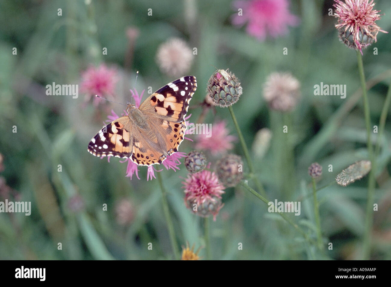 painted lady, thistle (Cynthia cardui, Vanessa cardui), sitting on ...