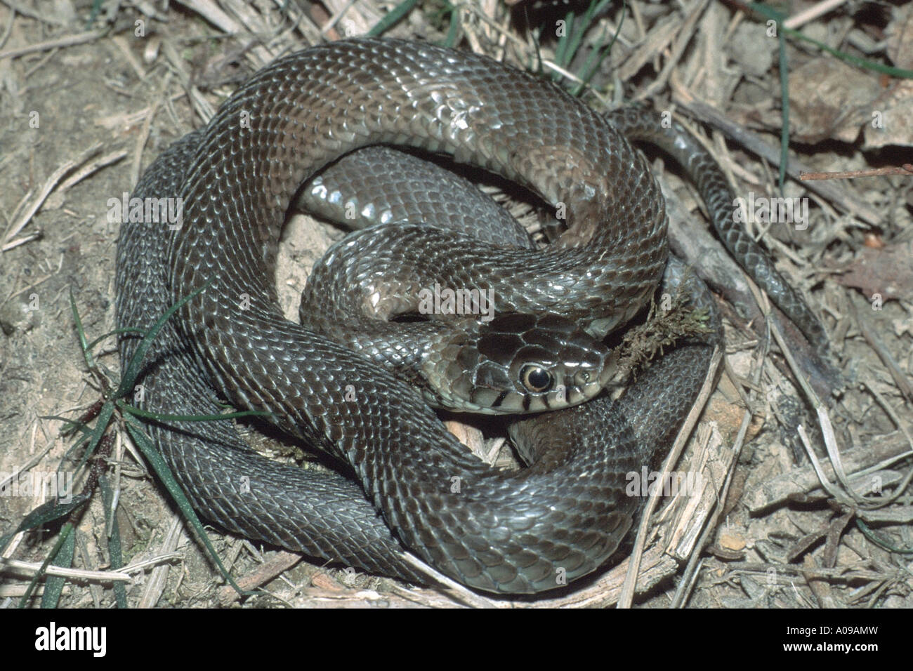 grass snake (Natrix natrix Stock Photo - Alamy