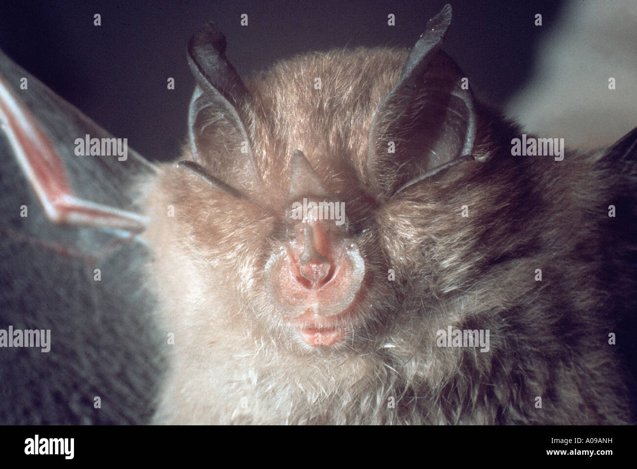 lesser horseshoe bat (Rhinolophus hipposideros), portrait Stock Photo ...