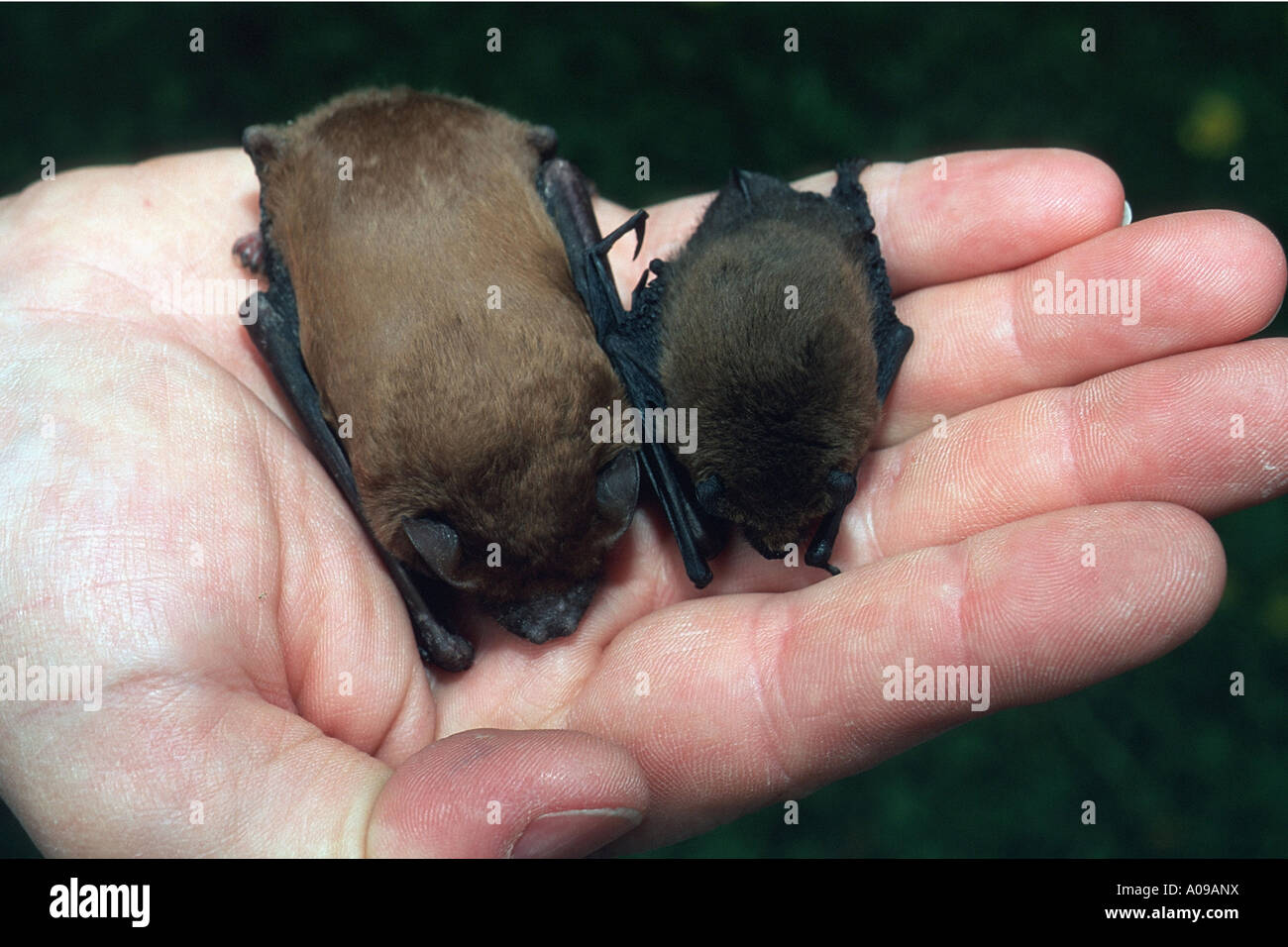 noctule, common pipistrelle (Nyctalus noctula, Pipistrellus nanus ...