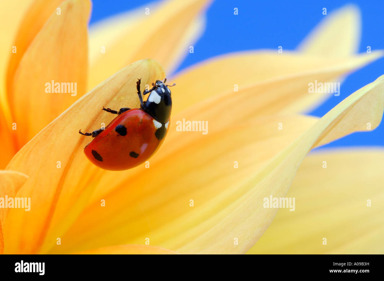 Ladybug on Flower Stock Photo - Alamy