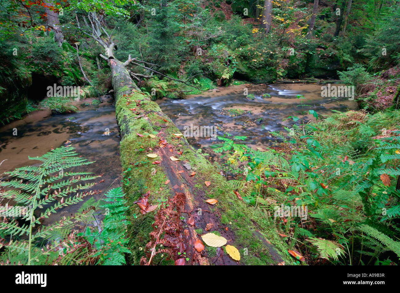 Tree Fallen over Stream Stock Photo - Alamy