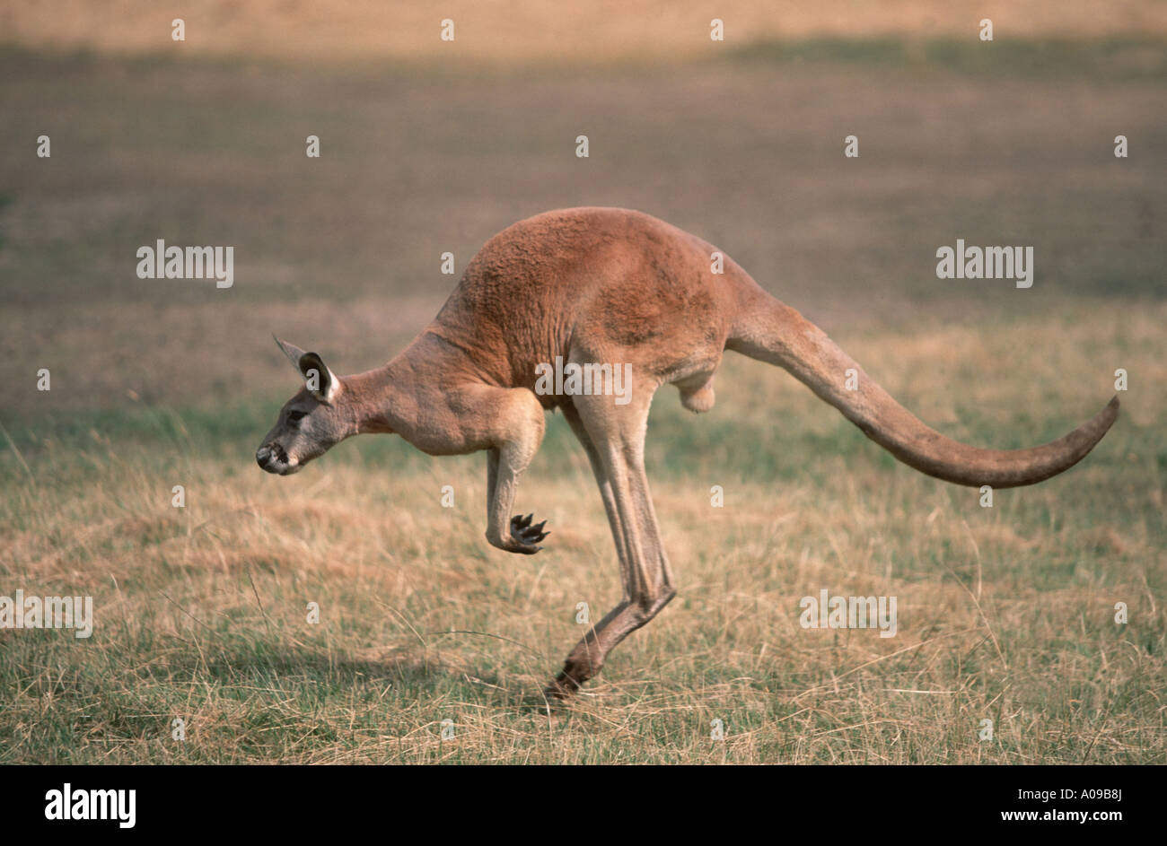 red kangaroo, plains Kangaroo, blue flier (Macropus rufus, Megaleia ...