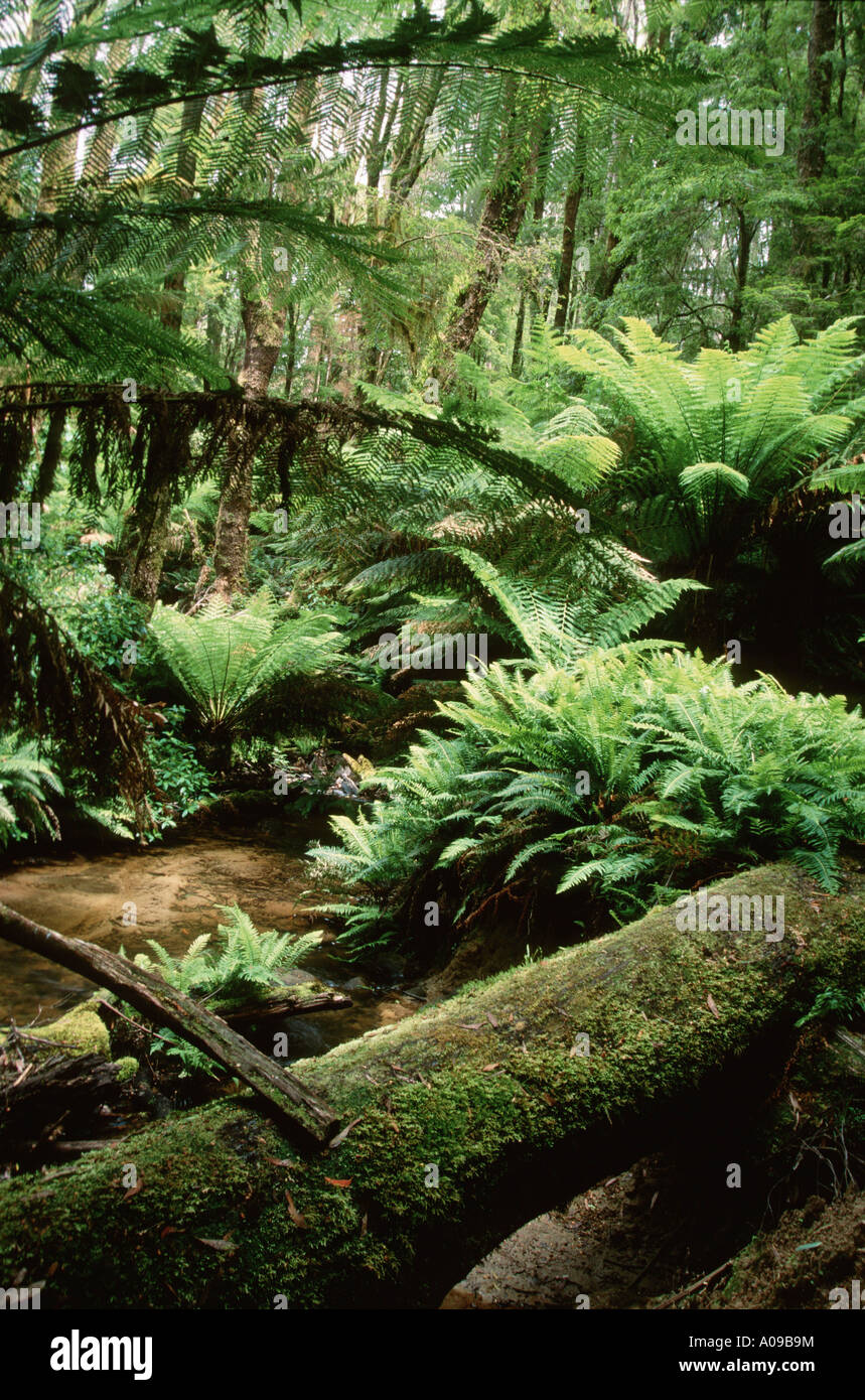 Rainforest, Australia, Victoria, Otway National Park Stock Photo - Alamy
