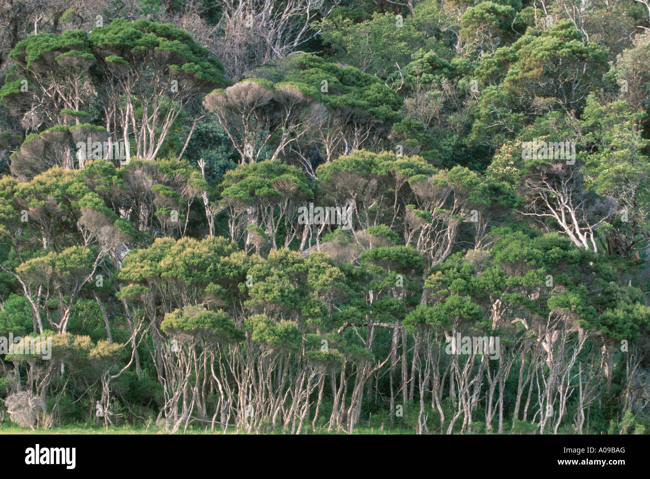 Rainforest, Australia, Victoria, Wilsons Promontory National Park Stock ...