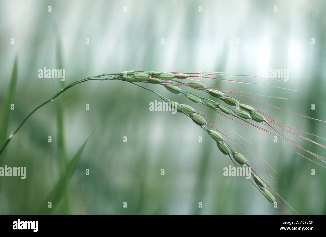 Rice crop disease hi-res stock photography and images - Alamy