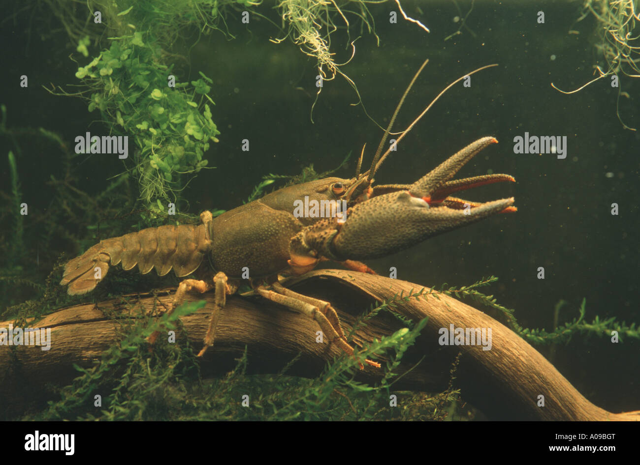 Noble Crayfish (astacus Astacus) Stock Photos & Noble Crayfish (astacus ...