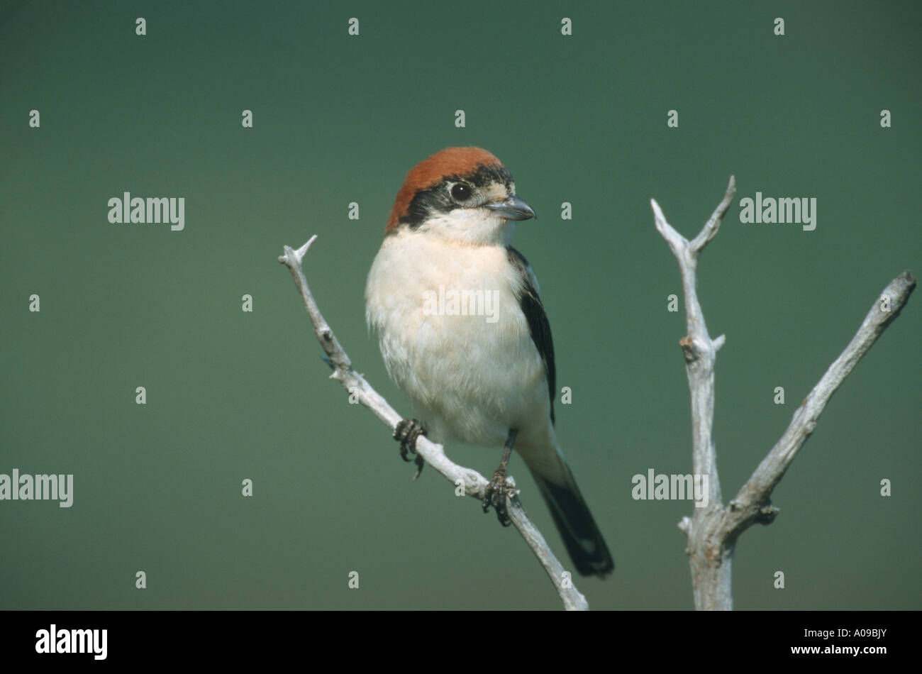 Greek senator hi-res stock photography and images - Alamy