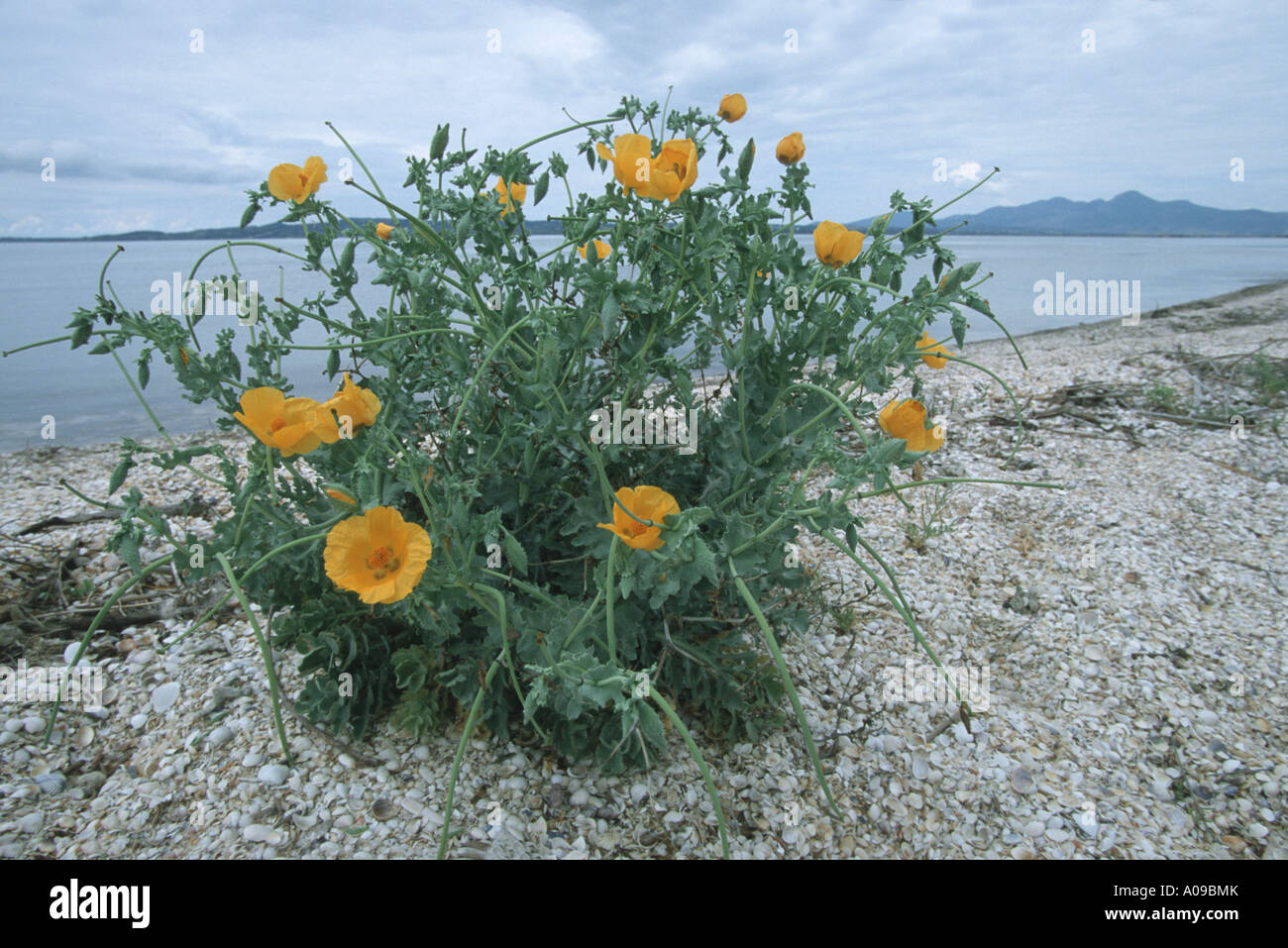 yellow horned-poppy, horned poppy (Glaucium flavum), blooming on ...