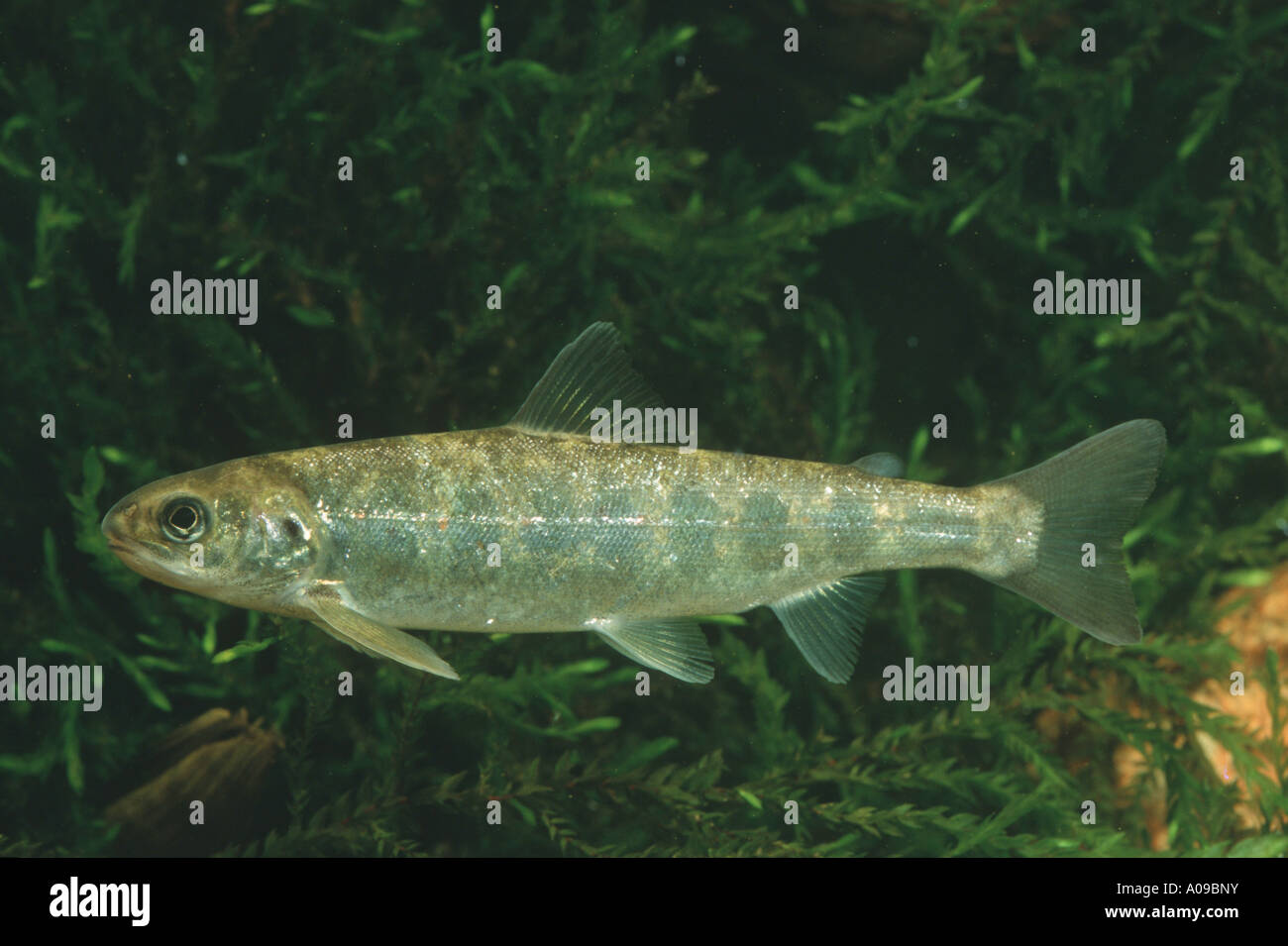 Atlantic salmon (Salmo salar), young Stock Photo - Alamy