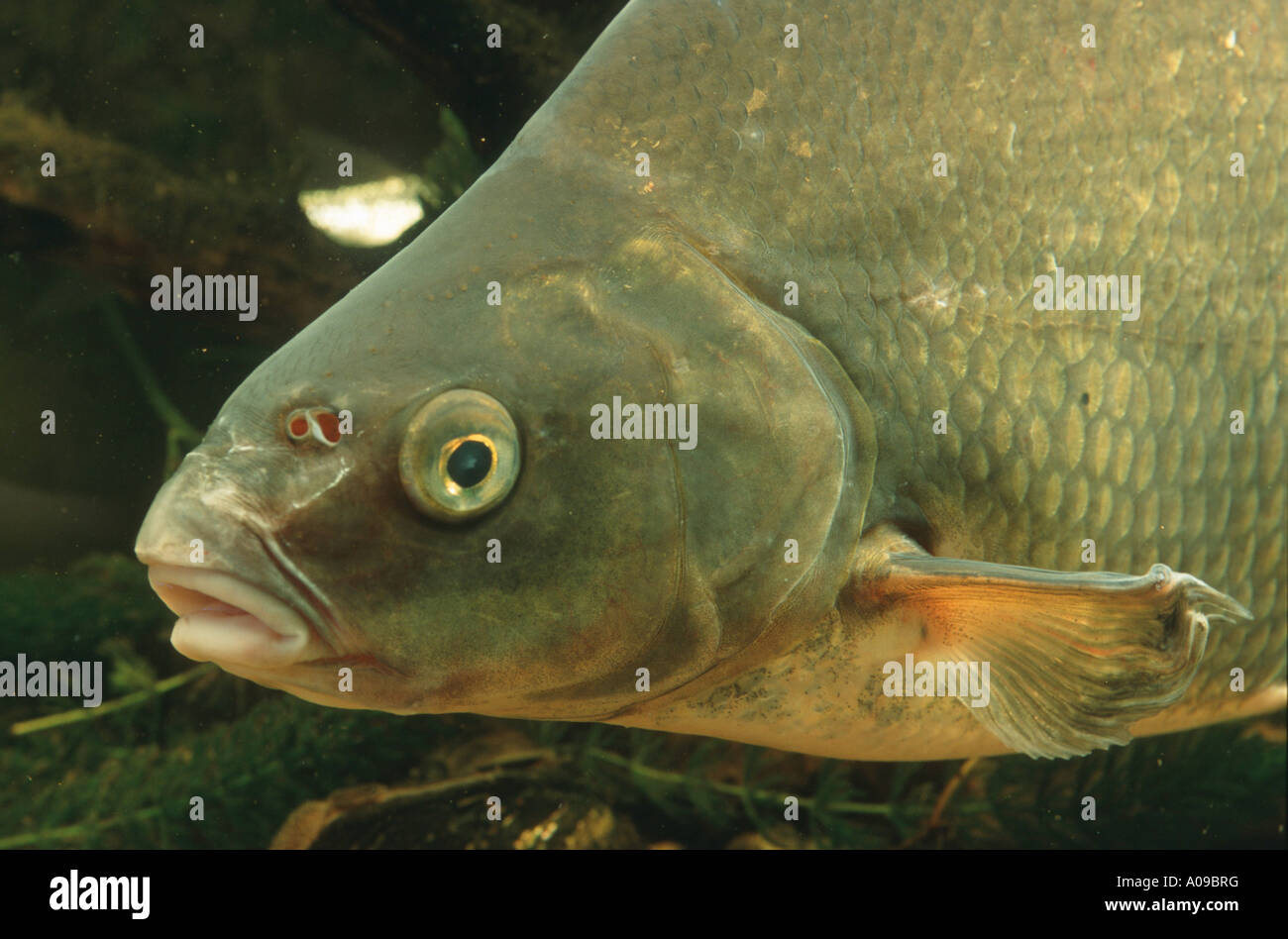 Animal body parts photos hi-res stock photography and images - Alamy