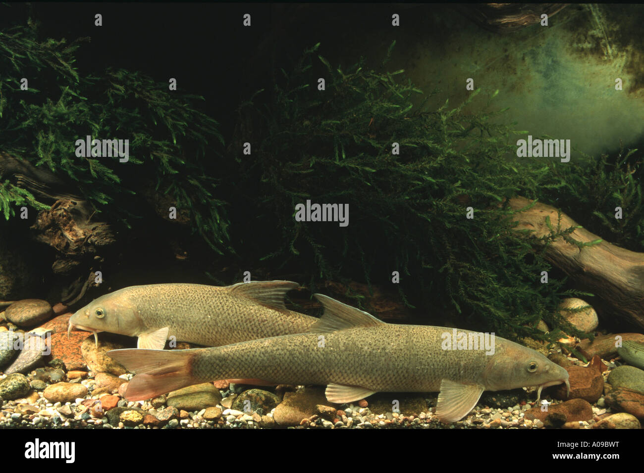 Two species of aquatic plants hi-res stock photography and images - Alamy