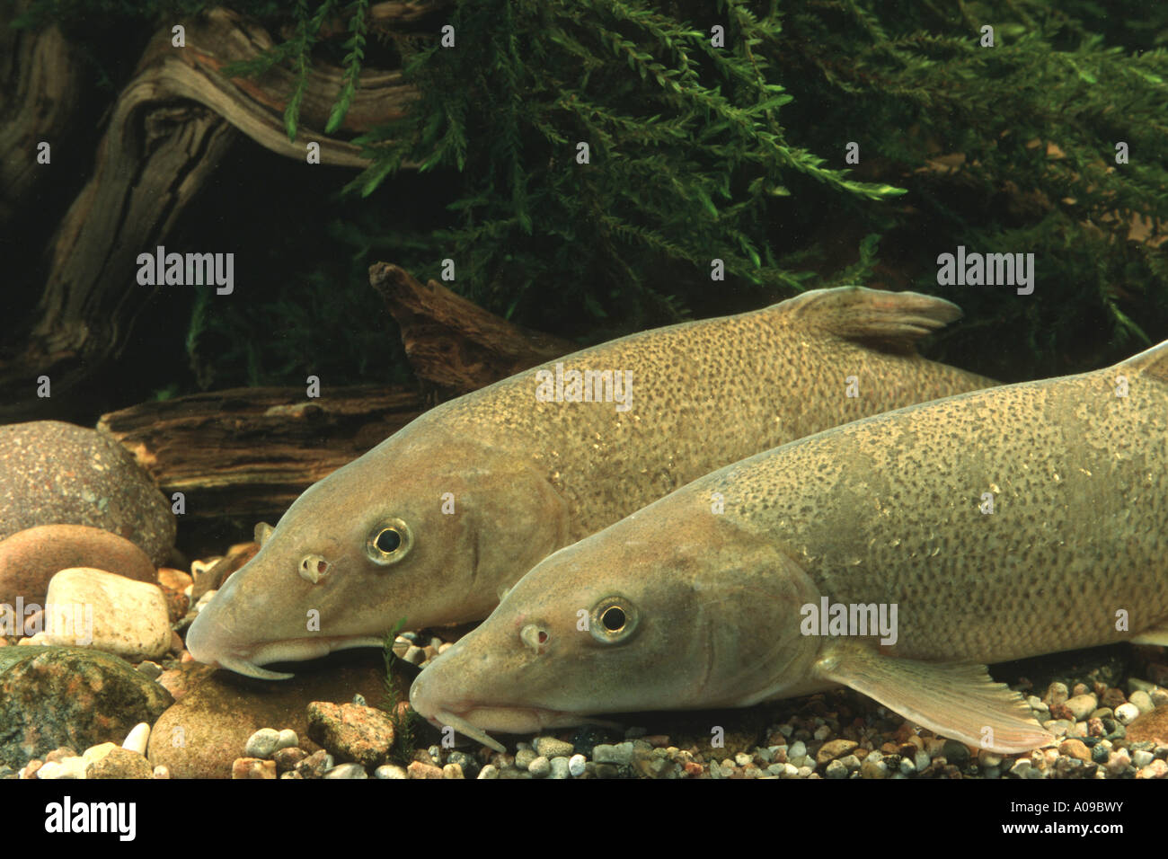 Barbel barbus barbus portrait hi-res stock photography and images - Alamy