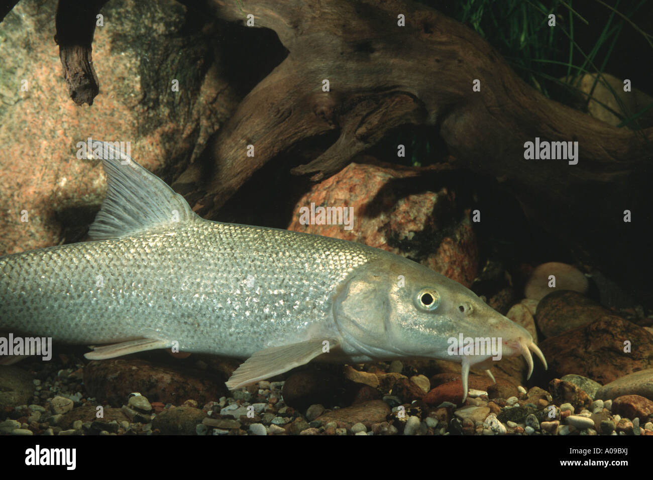 Barbel barbus barbus portrait hi-res stock photography and images - Alamy