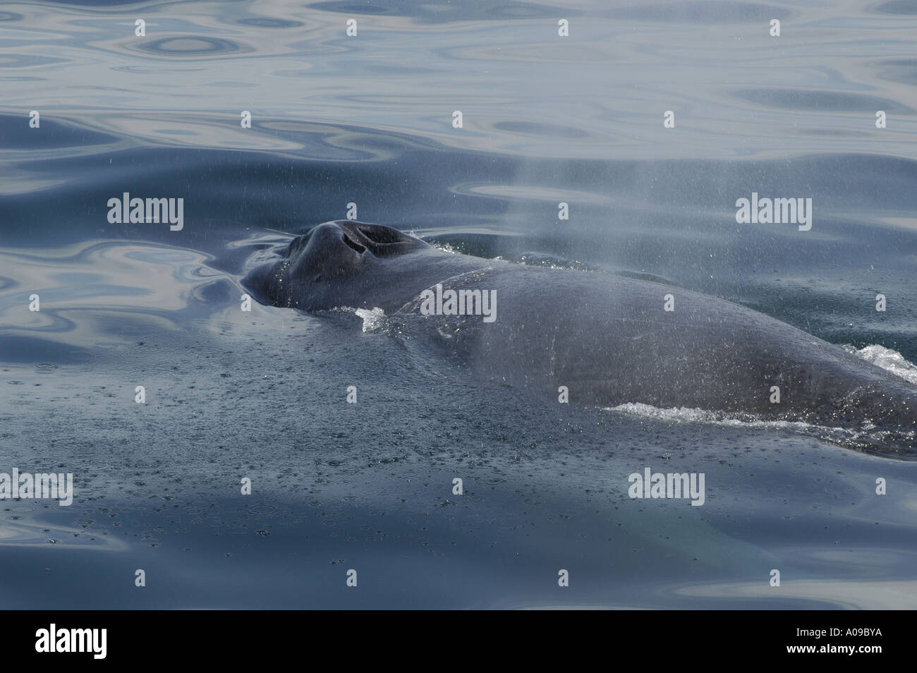 Whale spouts hi-res stock photography and images - Alamy