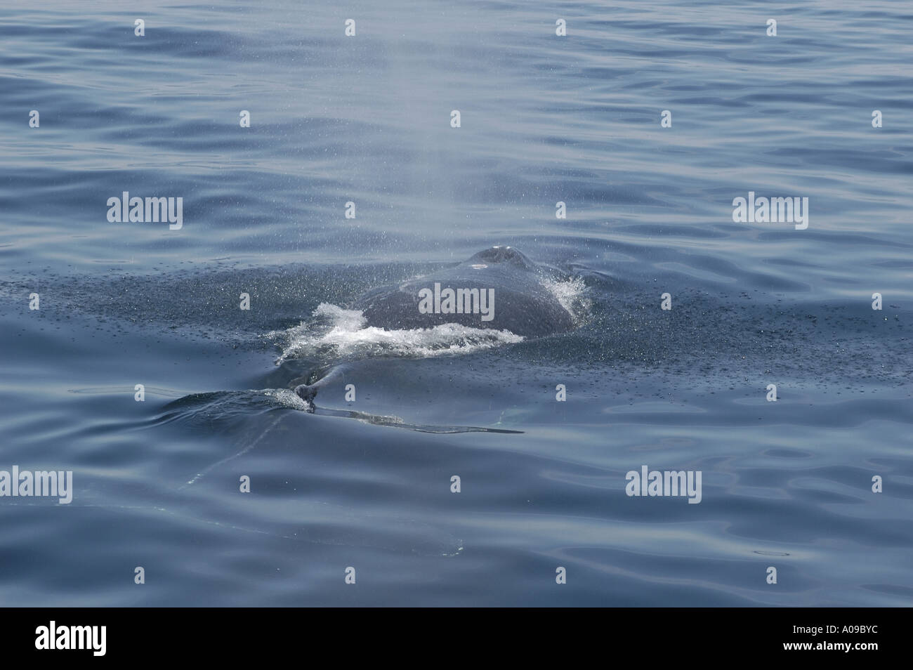 Whale spouts hi-res stock photography and images - Alamy