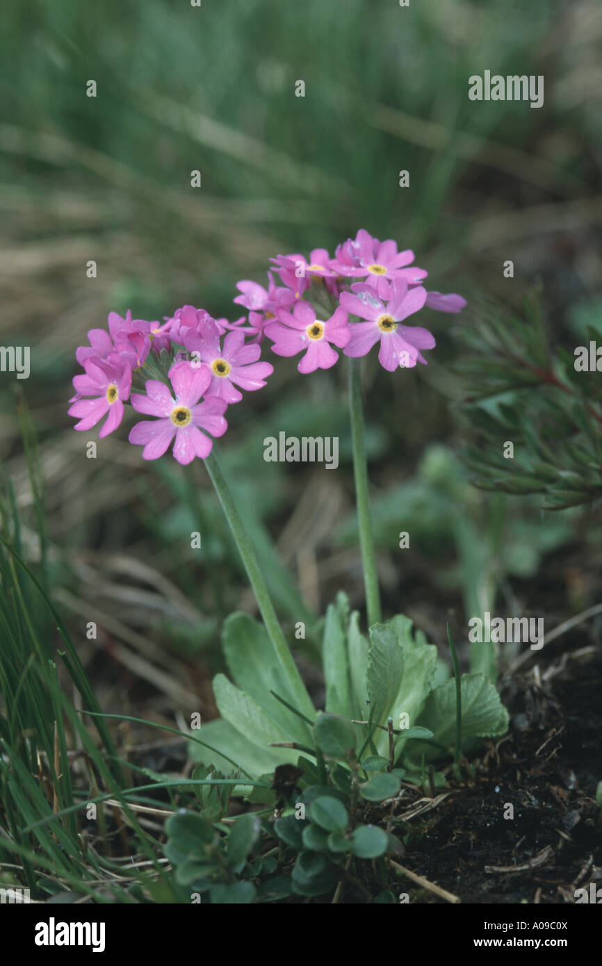 bird's-eye primrose (Primula farinosa), blooming Stock Photo - Alamy