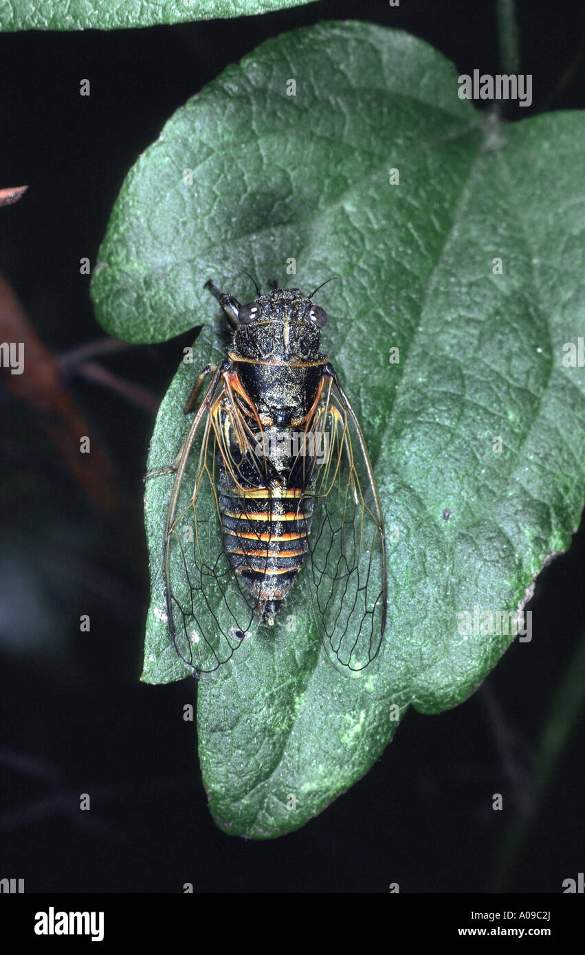 New Forest cicada (Cicadetta montana Stock Photo - Alamy