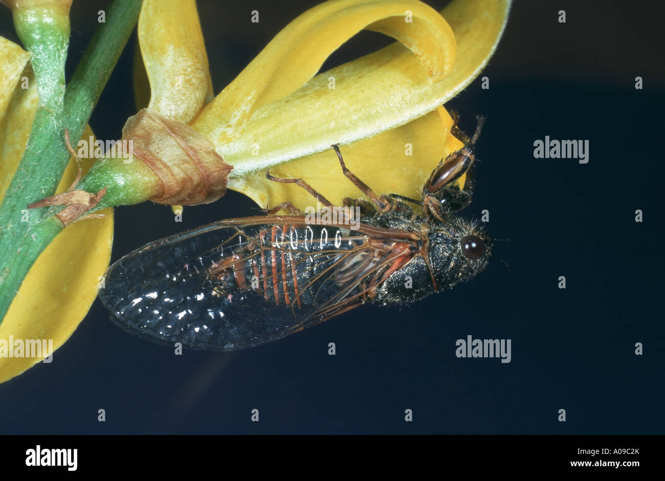 New forest cicada cicadetta montana hi-res stock photography and images ...