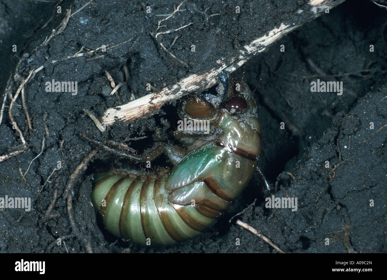New Forest cicada (Cicadetta montana), larva Stock Photo - Alamy