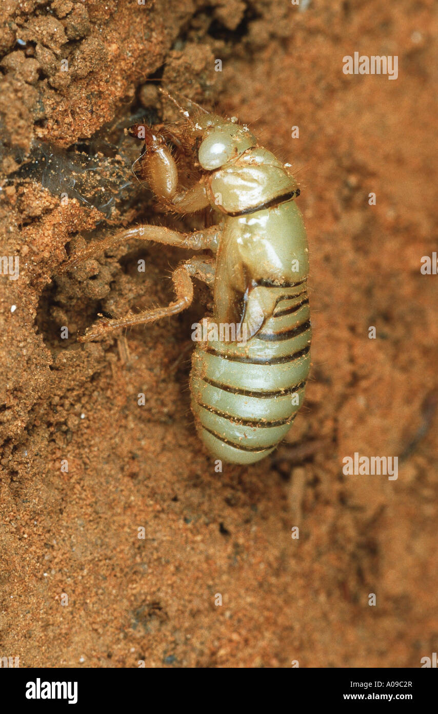 New Forest cicada (Cicadetta montana), larva Stock Photo - Alamy