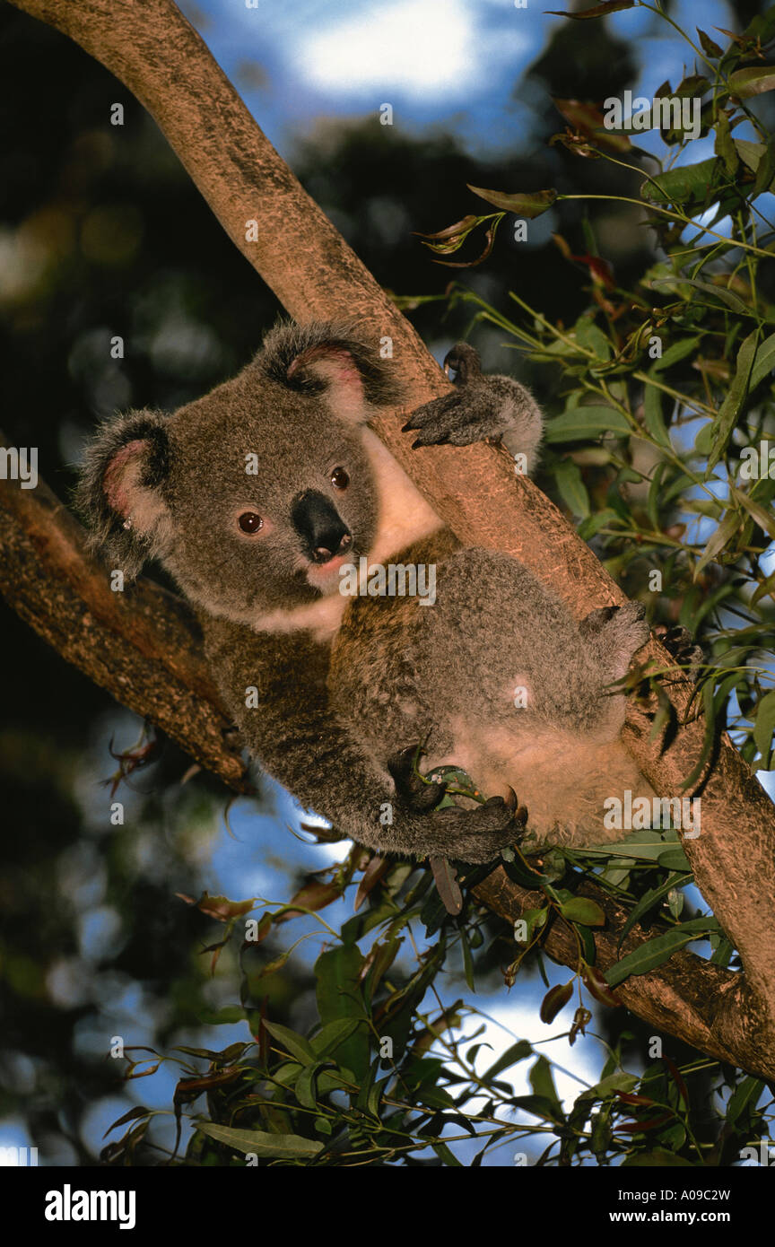 Koala in Eucalyptus Tree Australia, Phascolarctos cinereus native bear ...