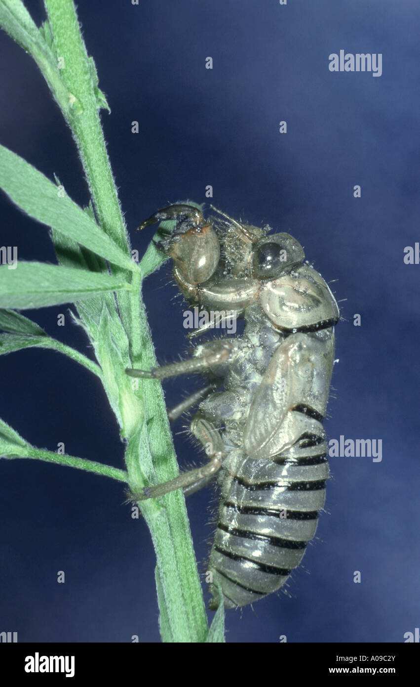 New Forest cicada (Cicadetta montana), larva Stock Photo - Alamy