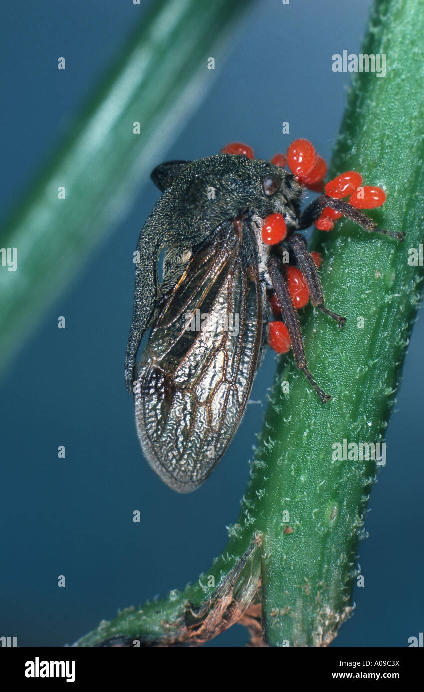 horned treehopper (Centrotus cornutus), with acarians Stock Photo - Alamy