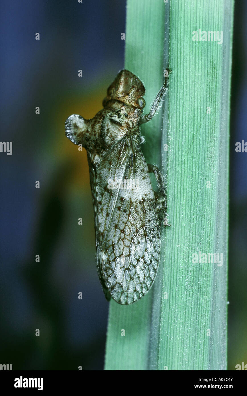 Ear cicada hi-res stock photography and images - Alamy