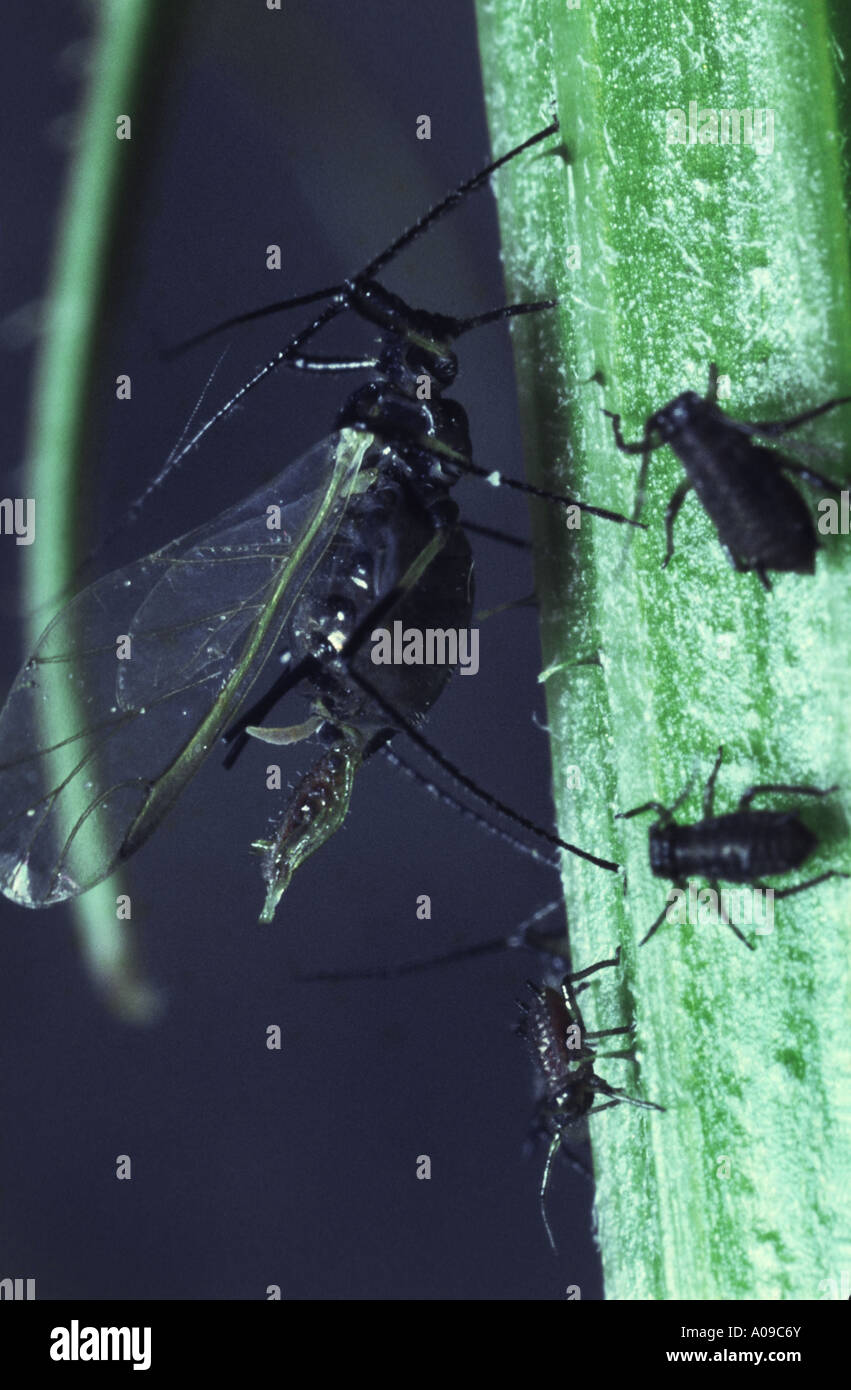 Greenfly infestation hi-res stock photography and images - Alamy