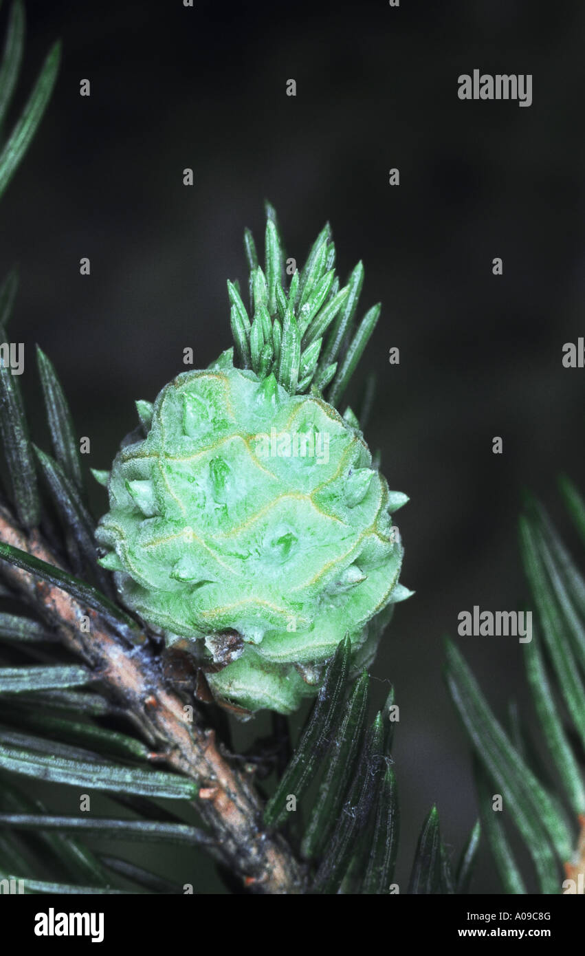 red larch gall adelgid, larch adelges, larch woolly aphid (Adelges ...